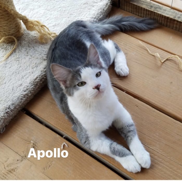 Apollo | Eastwood Ranch Foundation - Animal Advocacy