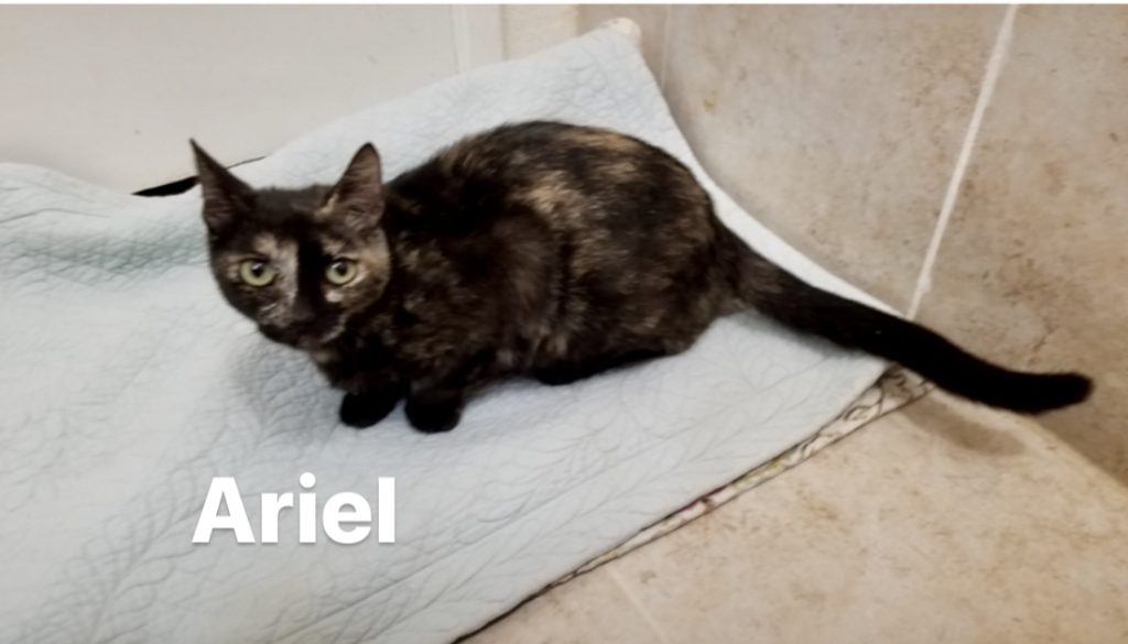 Ariel – Eastwood Ranch Foundation
