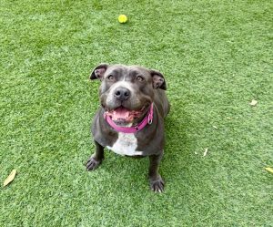 Meet Betsy – Eastwood Ranch Foundation